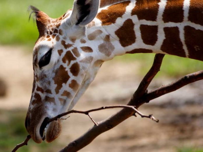 33 Top Fun Things to Do in Indianapolis (Indiana) - The Tourist Checklist