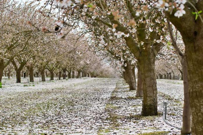 34 Top Fun Things to Do in Fresno (CA) | The Tourist Checklist