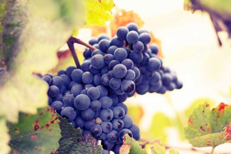 32 Best & Fun Things to Do in Davis (CA) - The Tourist Checklist