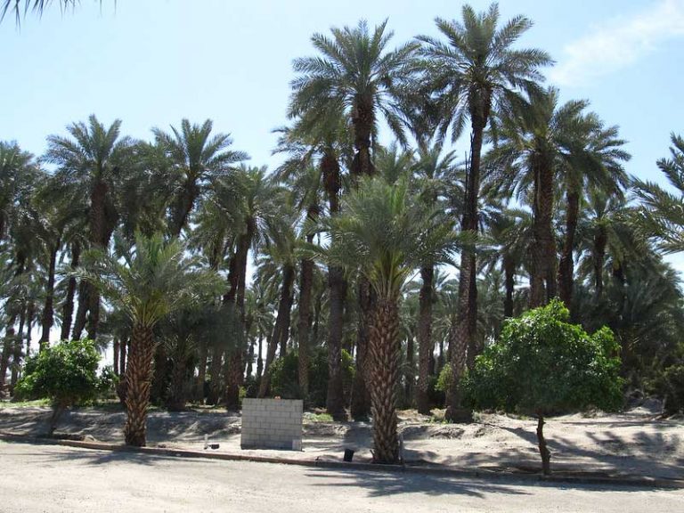 25 Best & Fun Things to Do in Indio (CA) - The Tourist Checklist