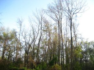 25 Best & Fun Things to Do in Edison (NJ) - The Tourist Checklist