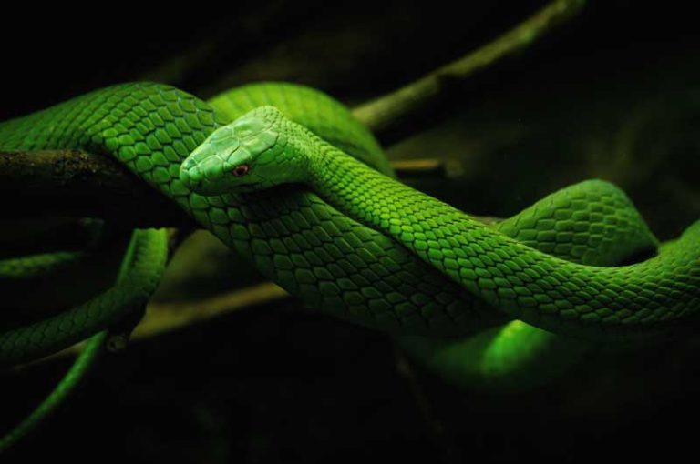 26 Best & Fun Things to Do in DeLand (FL) - The Tourist Checklist