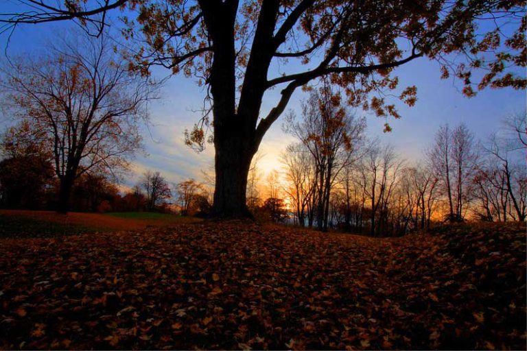 25 Best & Fun Things to Do in Novi (MI) - The Tourist Checklist