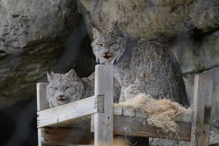 24 Best & Fun Things to Do in Racine (WI) - The Tourist Checklist