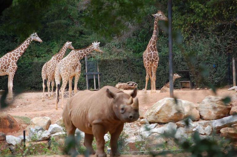 23 Best & Fun Things to Do in Decatur (GA) - The Tourist Checklist