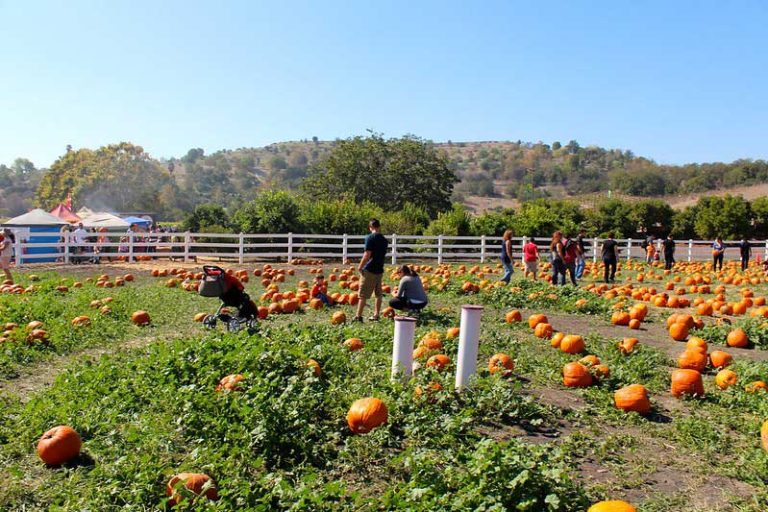 25 Best & Fun Things to Do in Pomona (CA) - The Tourist Checklist