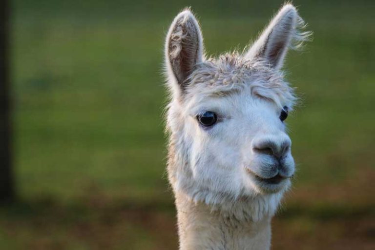 25 Best & Fun Things to Do in Murrieta (CA) - The Tourist Checklist