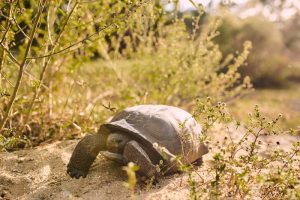 26 Best & Fun Things to Do in Bonita Springs (FL) - The Tourist Checklist