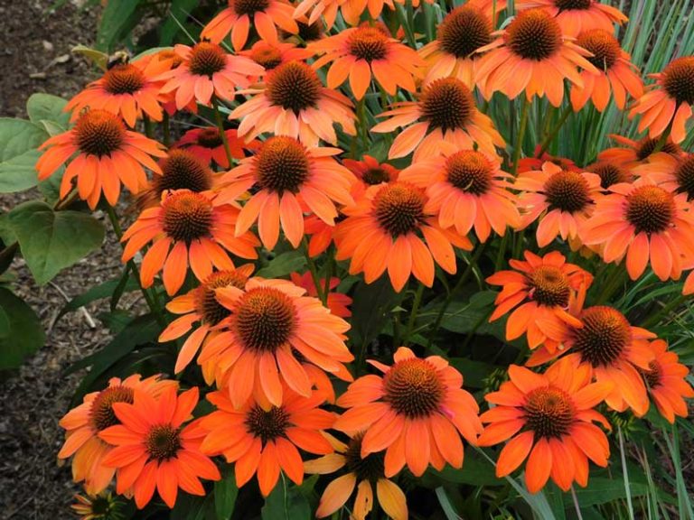 26 Best & Fun Things to Do in Rhinelander (WI) - The Tourist Checklist