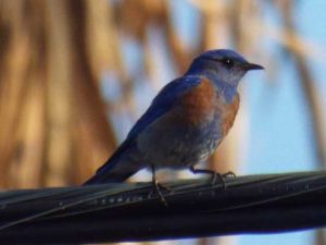 15 Best Parks in Riverside, CA - The Tourist Checklist