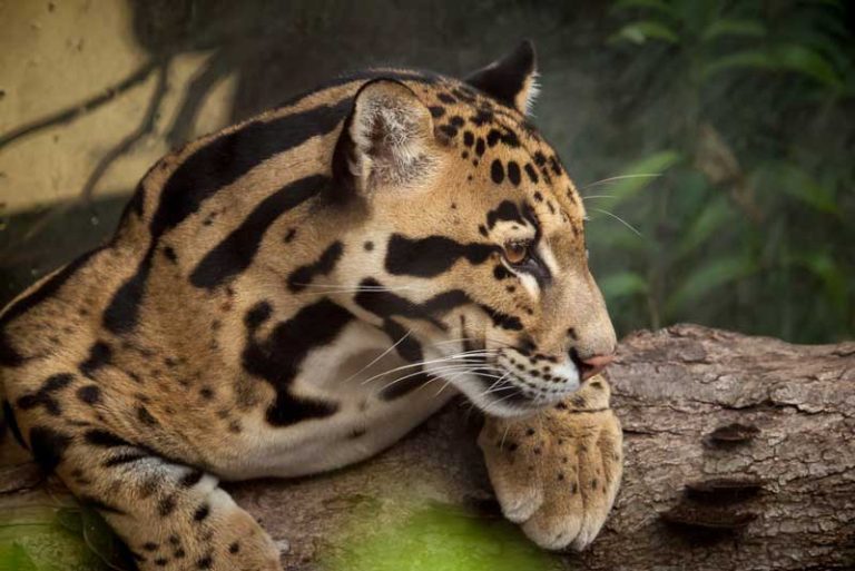 25 Best & Fun Things to Do in Decatur (IL) - The Tourist Checklist