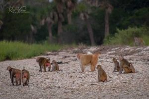 There's an Island in South Carolina With 4,000 Wild Monkeys - The ...