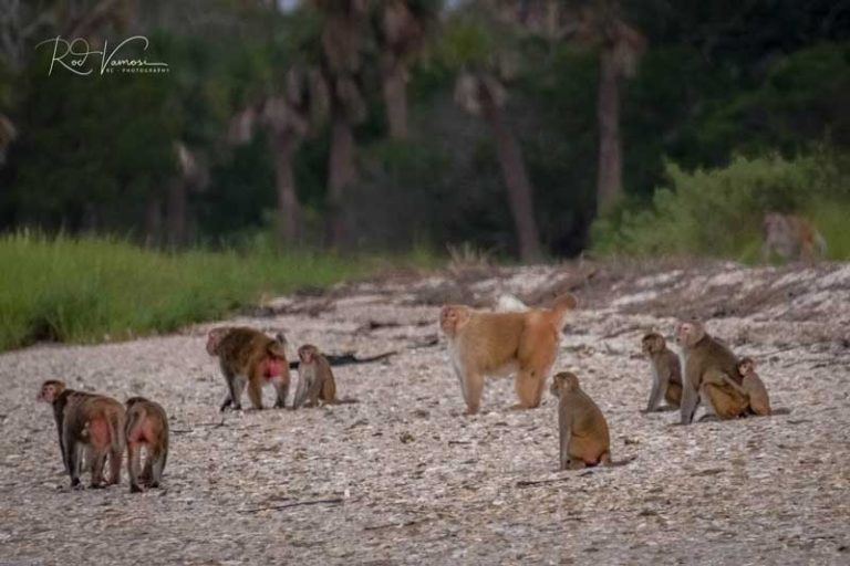 There's an Island in South Carolina With 4,000 Wild Monkeys - The ...