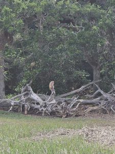 There's an Island in South Carolina With 4,000 Wild Monkeys - The ...