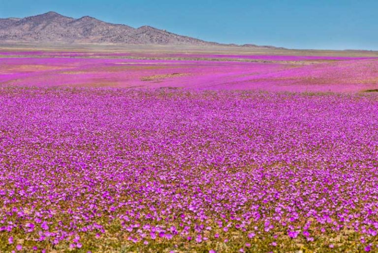 How to Visit Chile's Atacama Desert — With Stunning Salt Flats and Epic ...