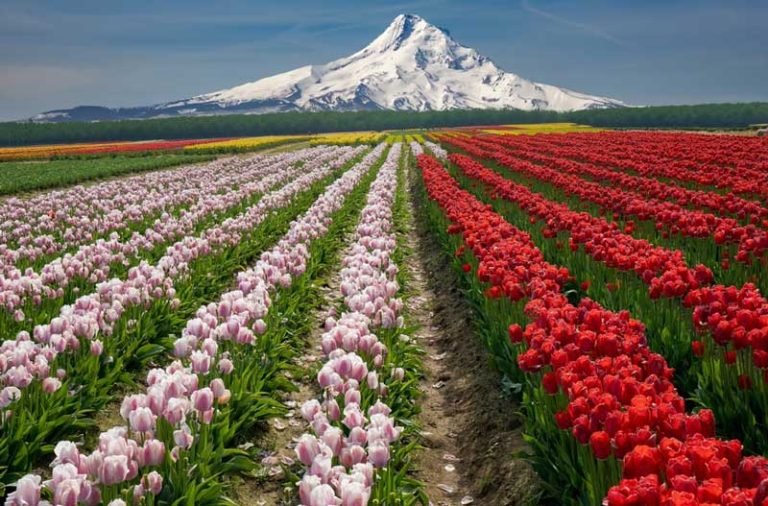 Woodburn, Oregon, Has One of the Best Tulip Displays in the U.S. - The ...