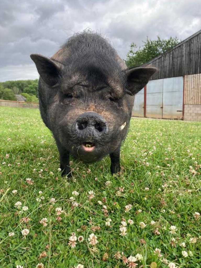 23 Best & Fun Things To Do in Oak Brook (IL) - The Tourist Checklist