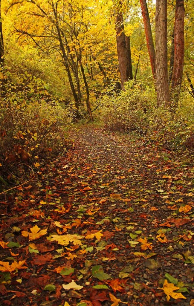 23 Best & Fun Things To Do in Jacksonville (Oregon) – The Tourist Checklist