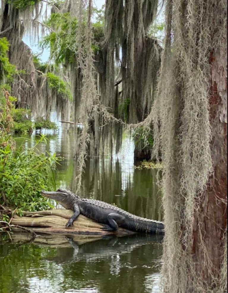 15 Best & Fun Places To Visit in Louisiana - The Tourist Checklist