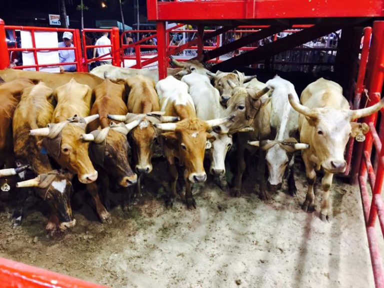 23 Best & Fun Things To Do in Davie (FL) - The Tourist Checklist