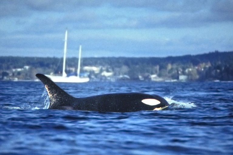 23 Best & Fun Things To Do in Silverdale (WA) - The Tourist Checklist