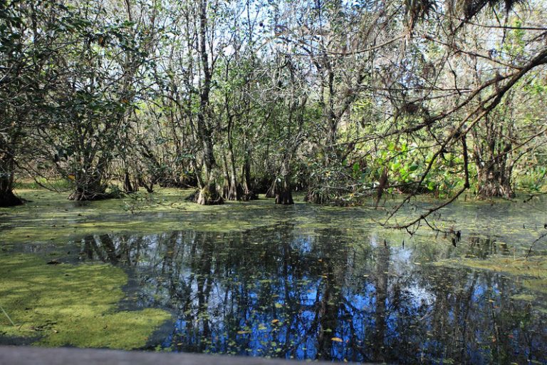 23 Best & Fun Things To Do in Estero (FL) - The Tourist Checklist