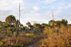 23 Best & Fun Things To Do in Estero (FL) - The Tourist Checklist