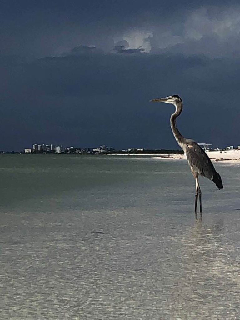 23 Best & Fun Things To Do in Estero (FL) - The Tourist Checklist