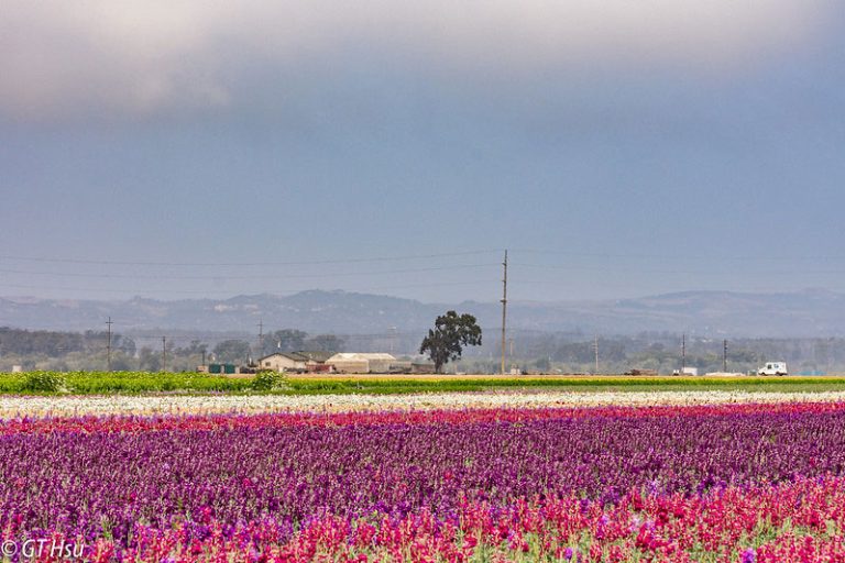 23 Best & Fun Things To Do in Lompoc (CA) - The Tourist Checklist