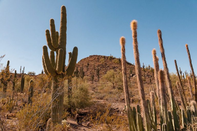 25 Best & Fun Things To Do In Phoenix In December - The Tourist Checklist